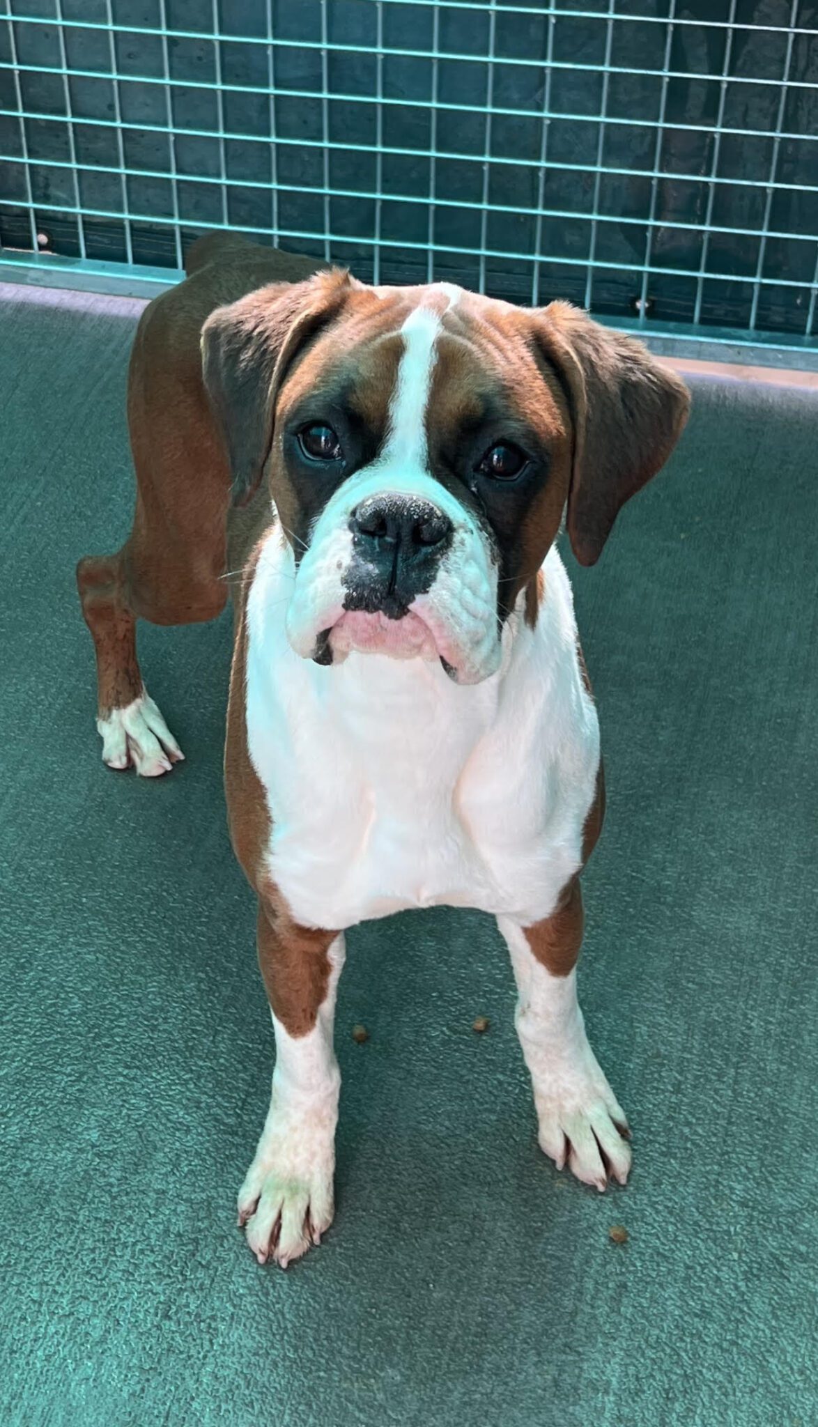 Our Moms - Healthy Boxer Puppies For Sale - Sublime Boxers | Sublime Boxers