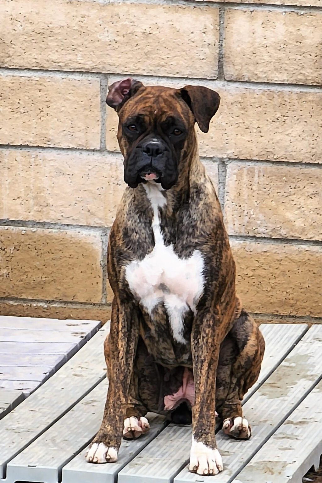 Our Moms | Boxer Breeders by Sublime Boxers | Sublime Boxers