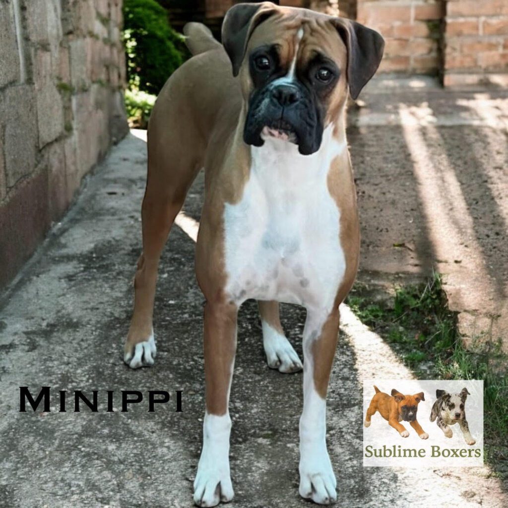 Our Moms | Boxer Breeders by Sublime Boxers | Sublime Boxers