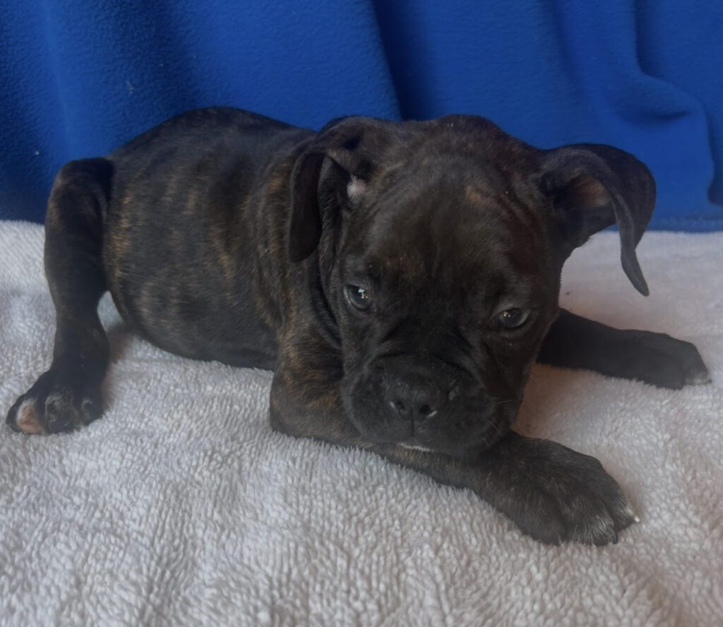 Our Litters | Merle Boxers by Sublime Boxers | Sublime Boxers