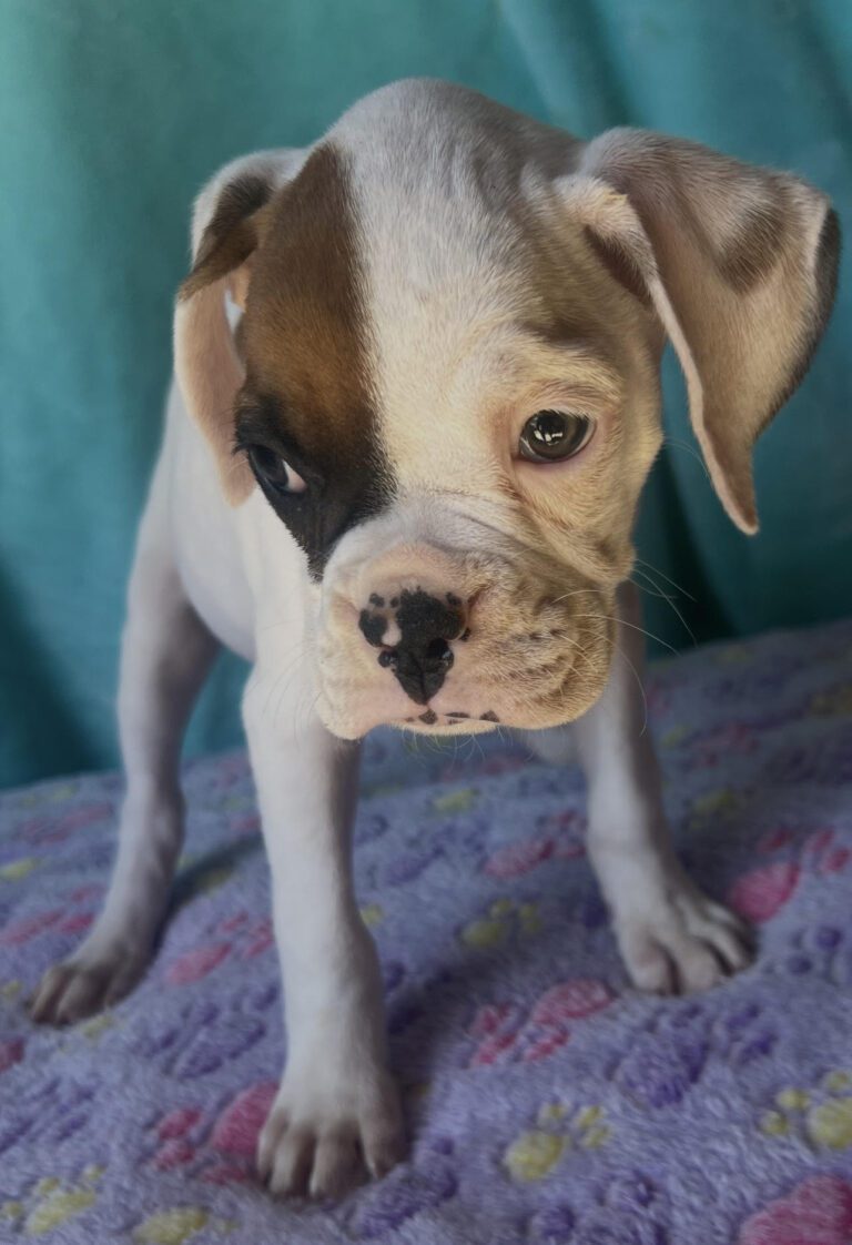 Our Litters | Merle Boxers by Sublime Boxers | Sublime Boxers